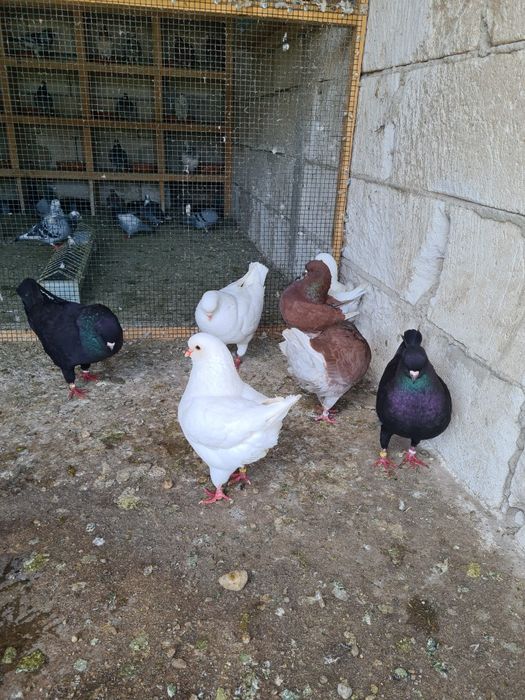 Porumbei King exemplare deosebite Lungani • OLX.ro