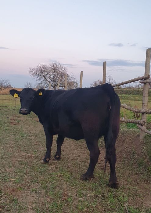 De vânzare vacă angus gestantă Cetariu • OLX.ro