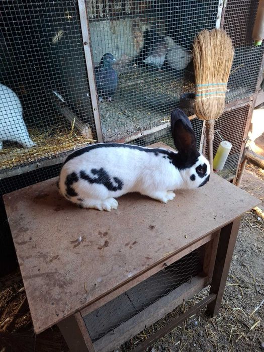 Mascul urias pestrit german Misca • OLX.ro