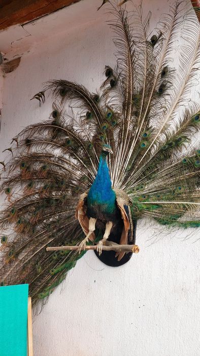 Pauni impaiati de vanzare Tecuci • OLX.ro