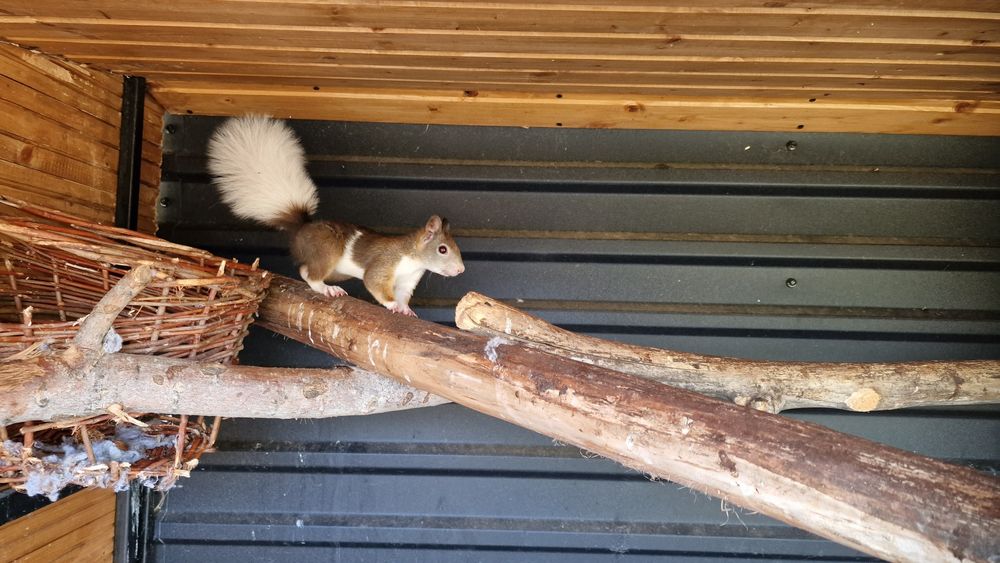 Veverite panda 2023 Iasi • OLX.ro