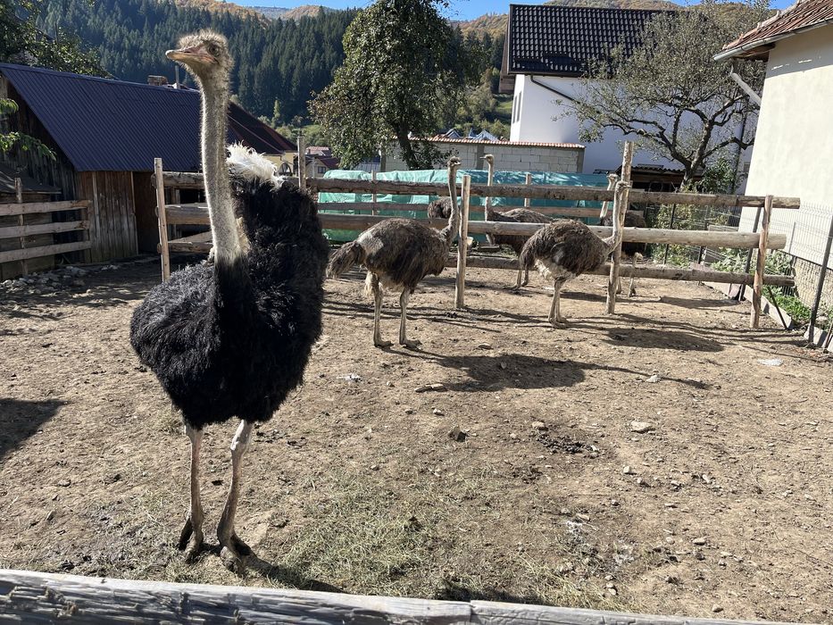 Struti reproducatori Rucar • OLX.ro