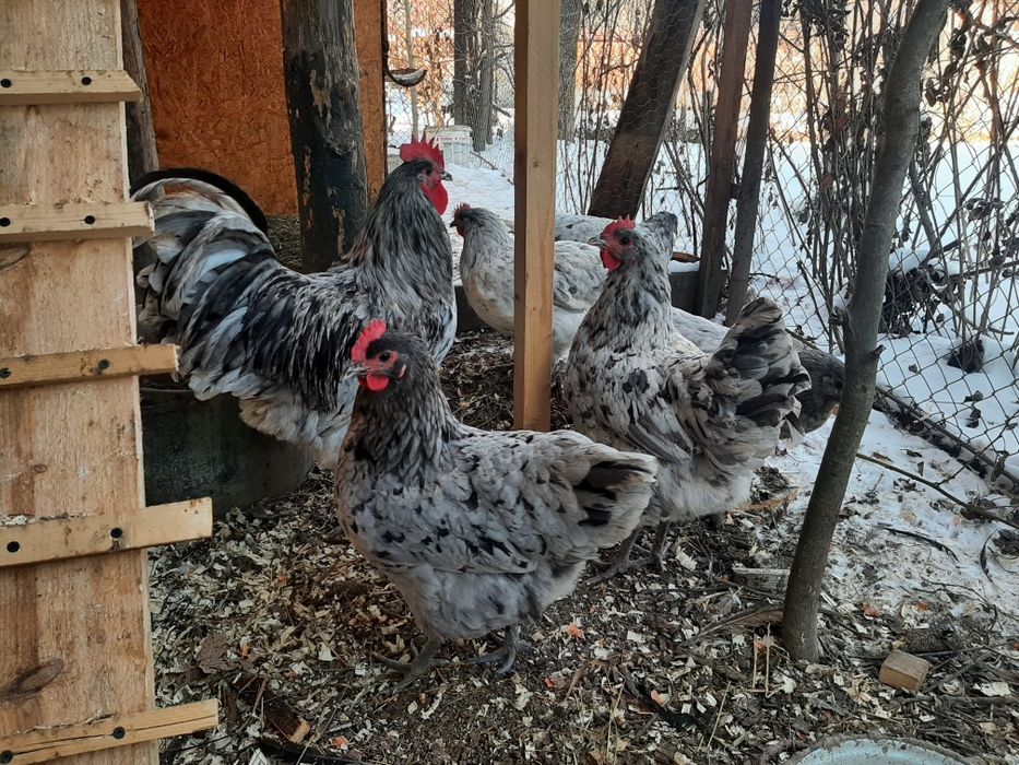 Gaini australorp splash Vama • OLX.ro