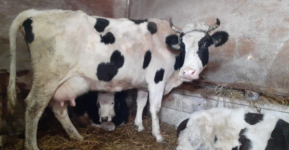 Vând trei vaci . Poiana Mare • OLX.ro