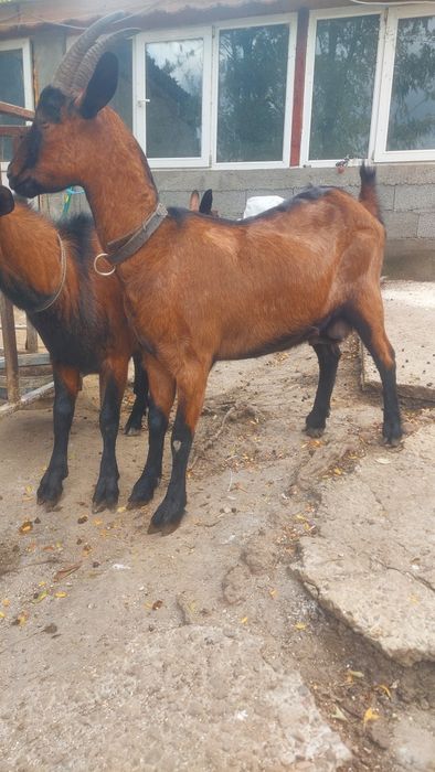 Capră alpina franceza montată Pechea • OLX.ro