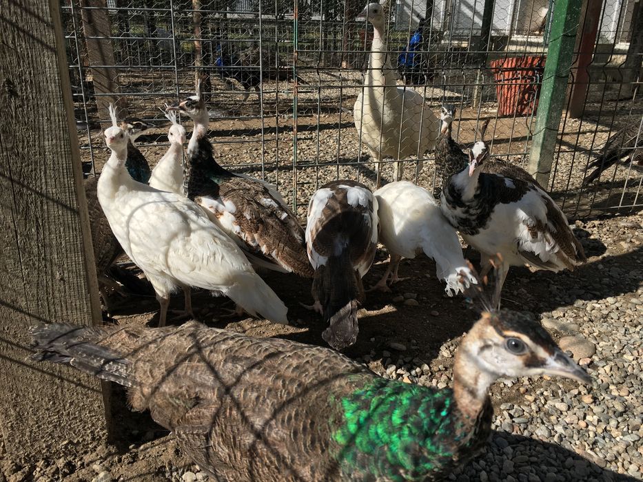 Vanzare Pauni standar și alte rase Curtea de Arges • OLX.ro