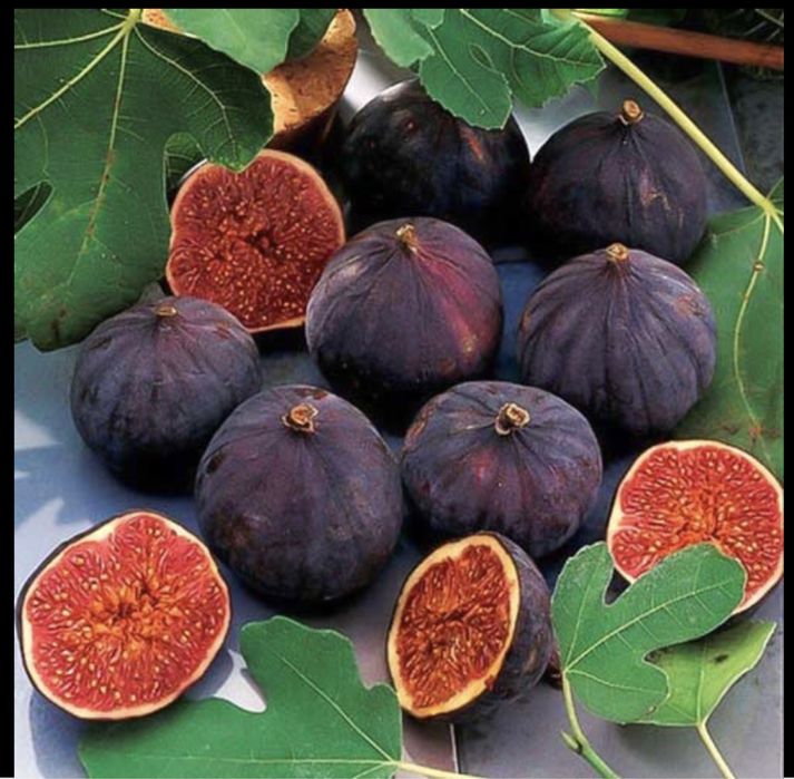Smochin : soiul ficus carica si black mission Aiud • OLX.ro