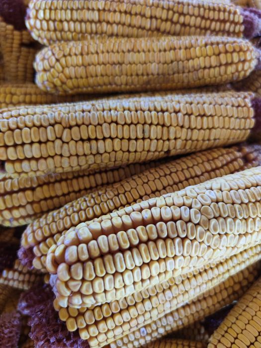 Vând porumb boabe ! Recolta 2023 Bradesti • OLX.ro