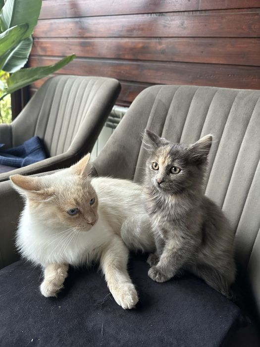 Pui pisica, Turkish blana lunga, gri-albastru, 4 luni Focsani • OLX.ro