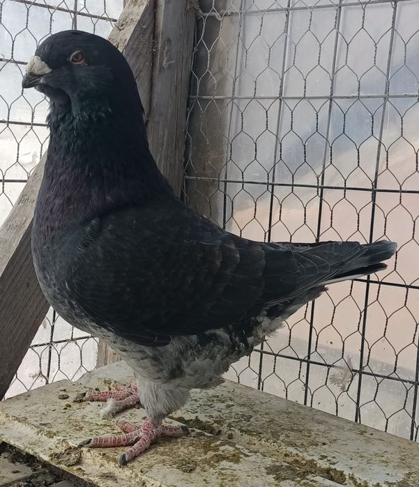 Porumbei standard romanesc Ramnicu Sarat • OLX.ro