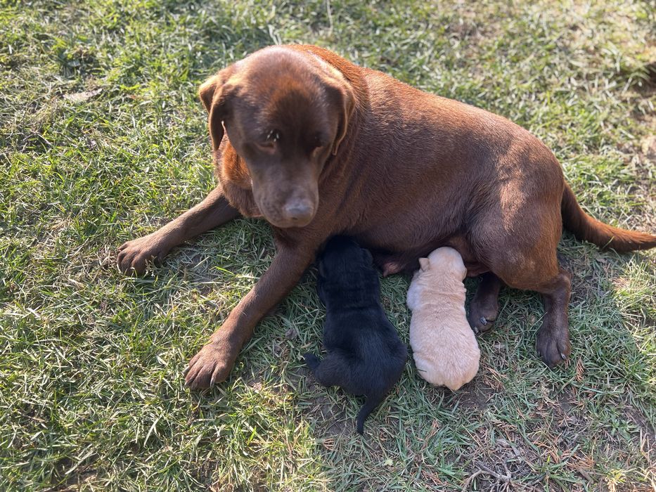 Pui labrador auriu/ negru Tarnaveni • OLX.ro