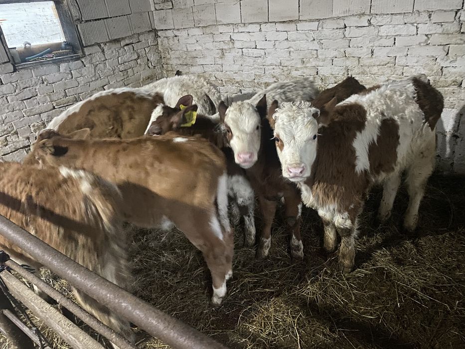 Vitei intarcati de vanzare Sarmasu • OLX.ro