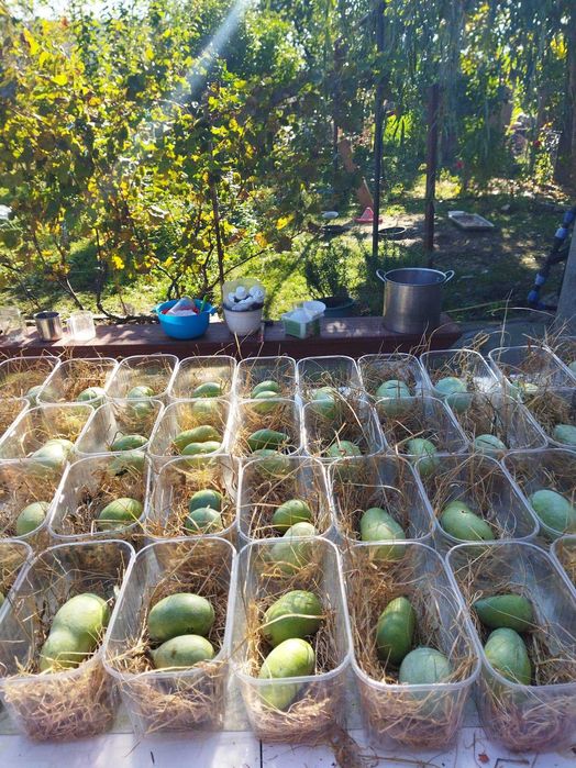 Pom PawPaw Altoit Sunflower / Prima (Paw Paw) Banana Nordului 3 ani ...