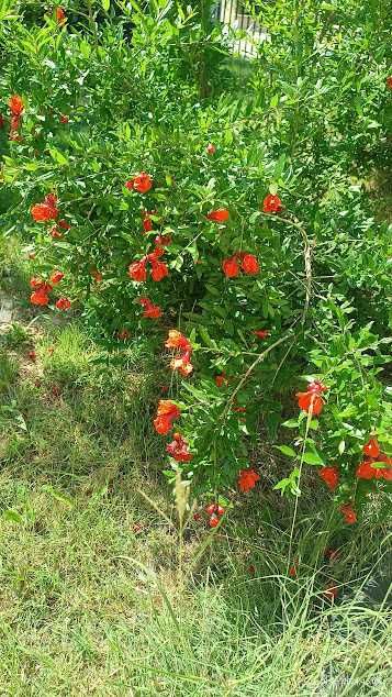 Rodiu de 8 ani, la ghiveci, aclimatizat, de plantat in gradina ...