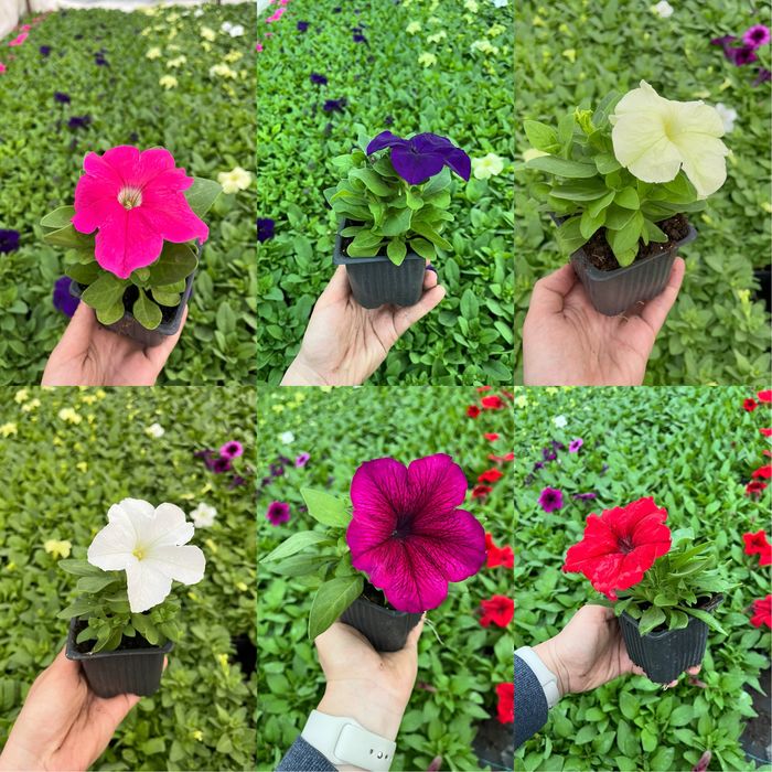 Rasad ardei, rosii, vinete, castraveti, telina | rasaduri legume 2024 ...