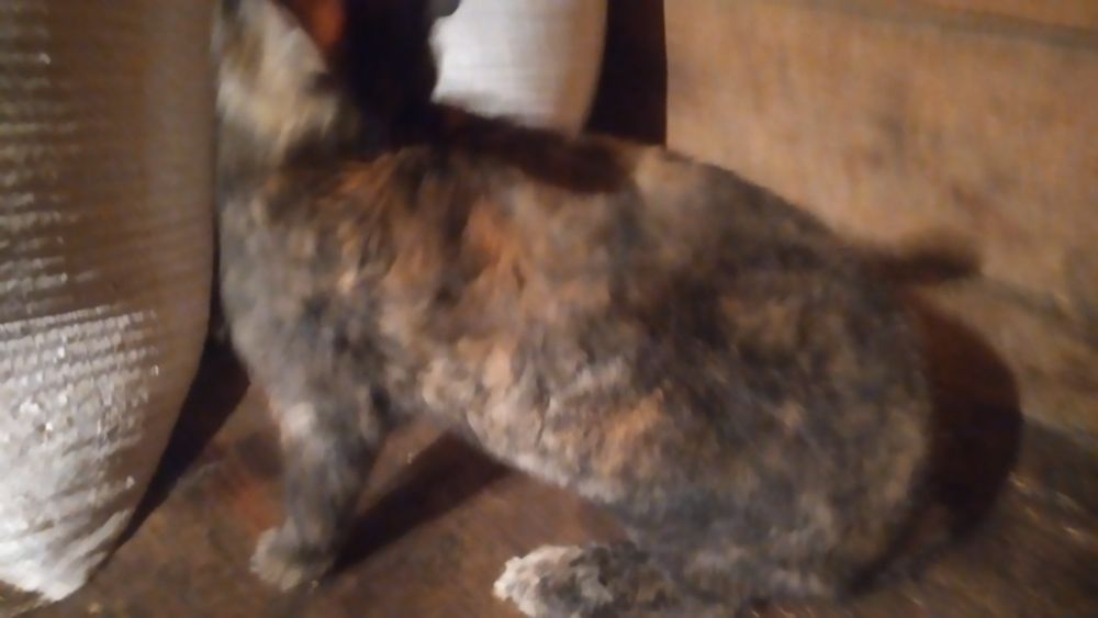 Iepuri rex lini diferite Acas • OLX.ro