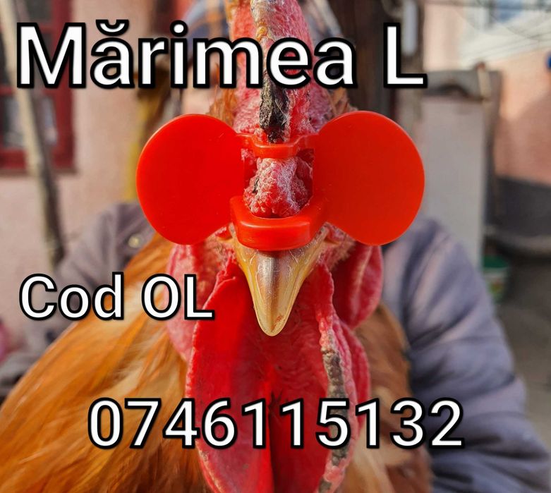 Fazani Gaini Pauni Cocosi Pasari-Ochelari Fara strapungere nazala- OL Targu-Mures • OLX.ro