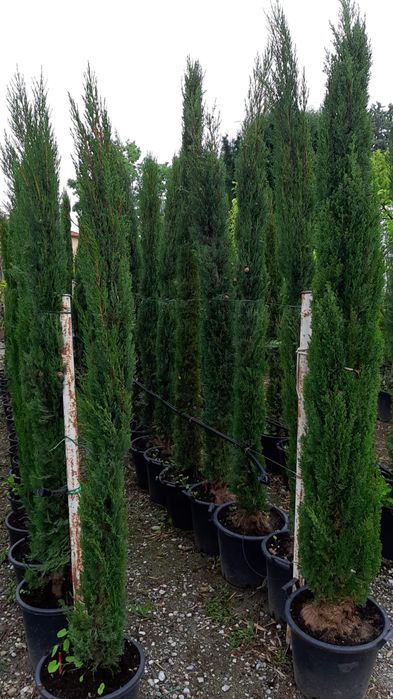 Chiparos italian Giurgiu • OLX.ro