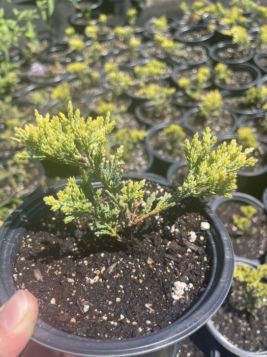 Юнипериус гр. Панагюрище • OLX.bg