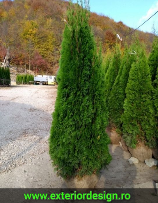 Leylandii gard viu, plante ornamentale, tuia spiralata, pon pon enupar ...