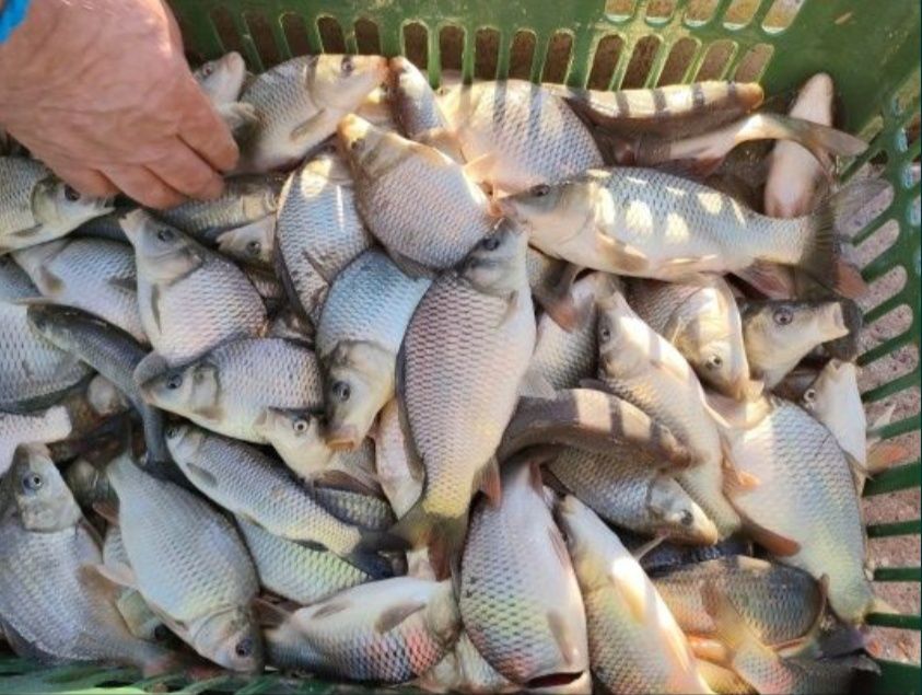 Puiet Crap fito cten Ulmu • OLX.ro