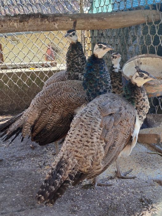 Pauni standard de vanzare Targu Carbunesti • OLX.ro