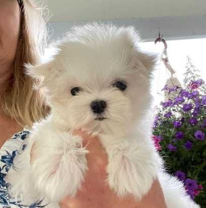 Bichon Maltese Mini Toy Bucuresti Sectorul 2 • OLX.ro