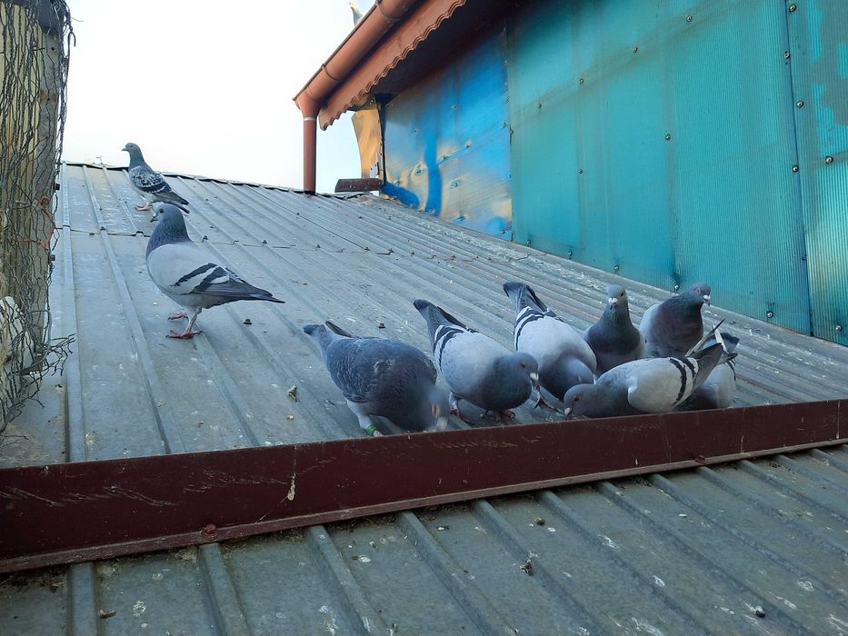 Porumbei Voiajori toate culorile 2020 -2024 Inclusiv pui Bucuresti ...