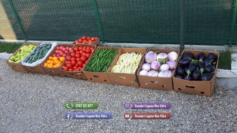 Vand rasaduri legume : Rasad de rosii / tomate castraveti ardei vinete ...