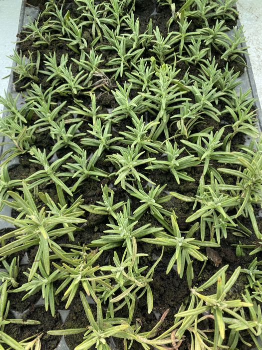 Rasaduri plante solar si camp Tartasesti • OLX.ro