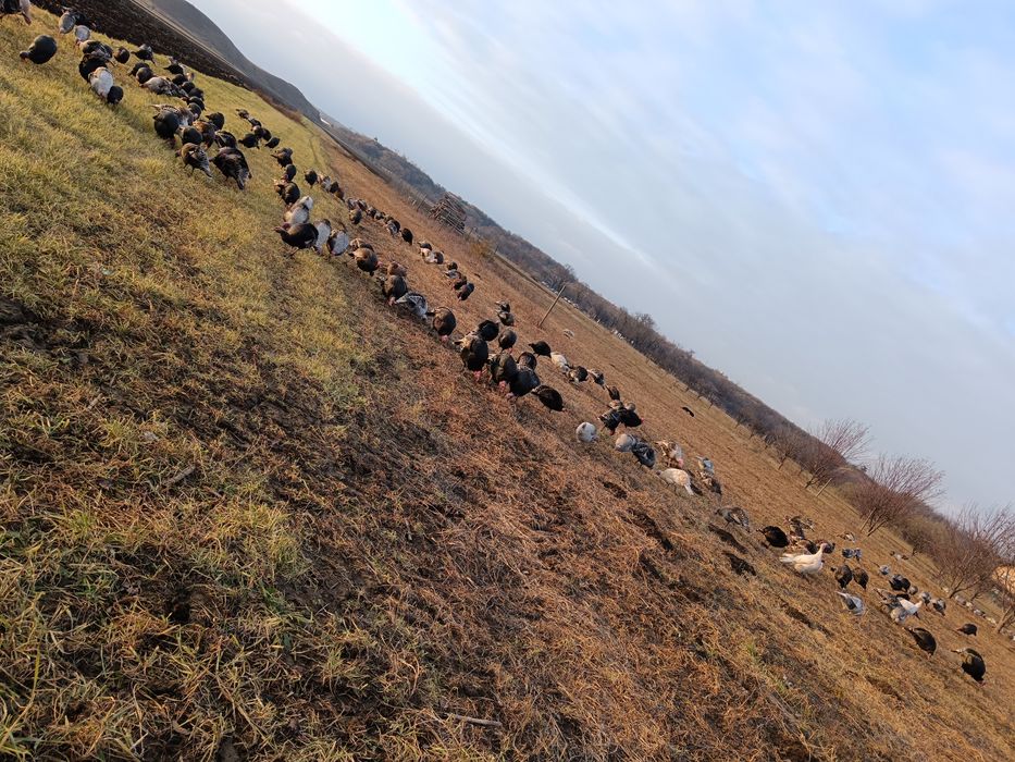 Vând puii de curca românești,curci, cât și curcani,românești ...