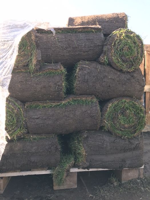 Rulouri de gazon gazon rulou gazon role livrat la domiciliu Tunari • OLX.ro