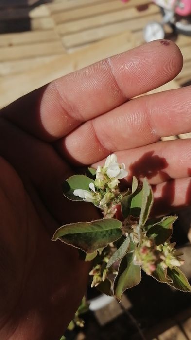 Afin canadian (saskatoon) Pitesti • OLX.ro