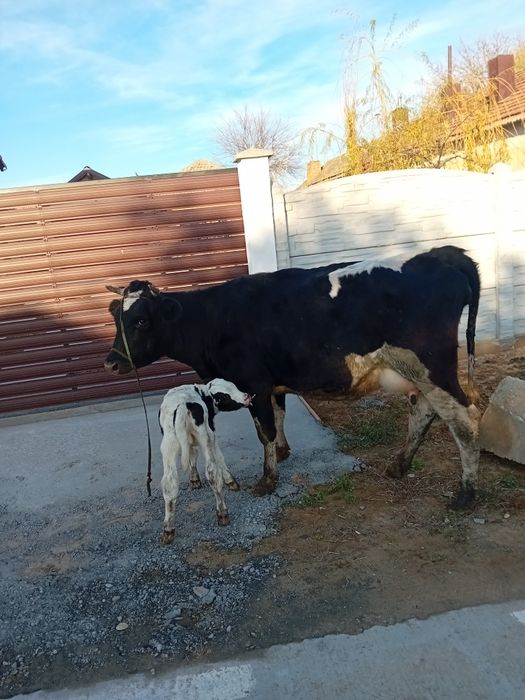 Vând vaca cu vitel Apele Vii • OLX.ro