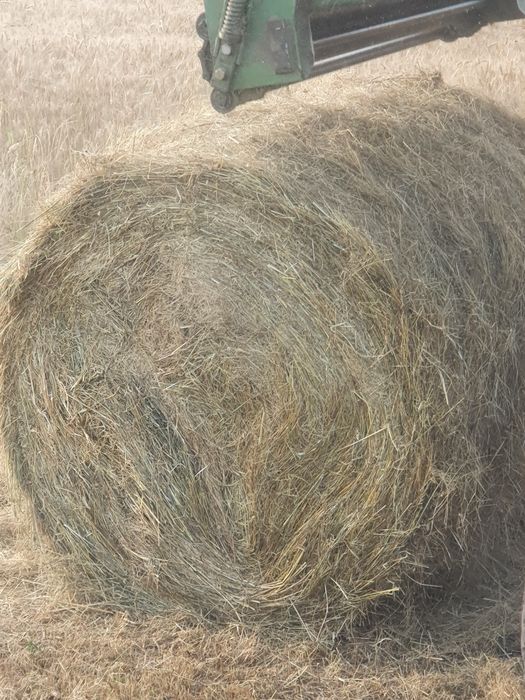 Baloti de fân Bumbesti-Jiu • OLX.ro