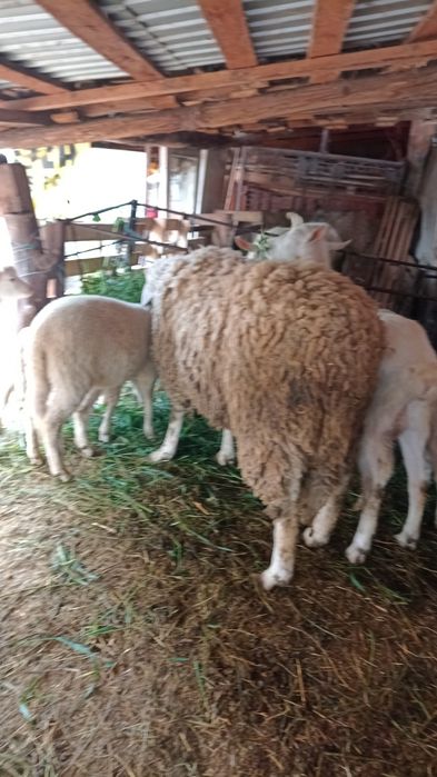 Vind berbec de rasa Bergamasca Tecuci • OLX.ro