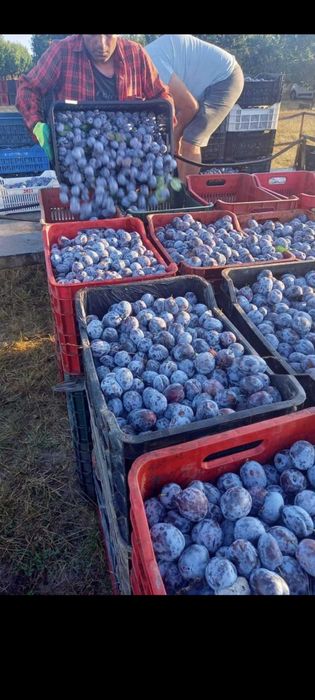 Prune pentru țuică și palinca 2024 livrare gratuita Bistrita • OLX.ro