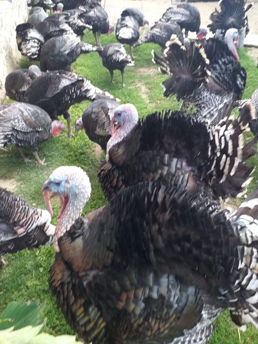 Curcani și curci "bronzați " Piscoiu • OLX.ro