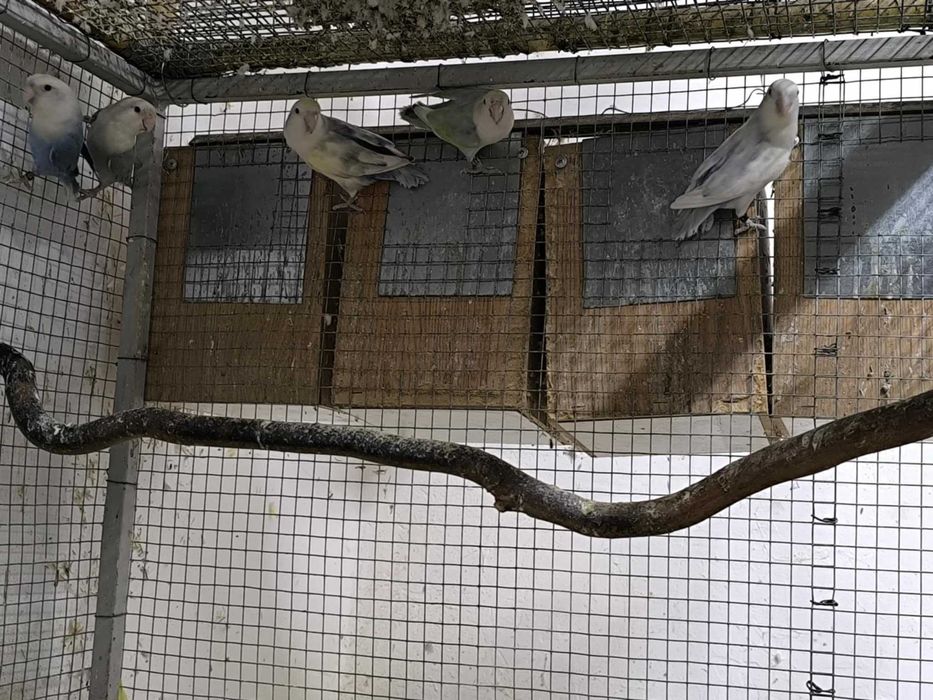 Vand perechi reproducatoare de agapornis Marghita • OLX.ro