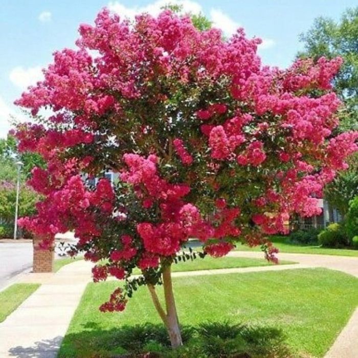 Pomi ornamentali liliac indian rosu mov roz Aiud • OLX.ro