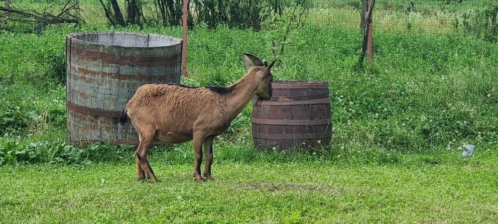 Familie capre pitice olandeze Ardud • OLX.ro