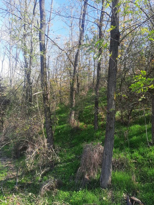 Bustean de salcâm de vinzare 300 metri cubi Constanta • OLX.ro