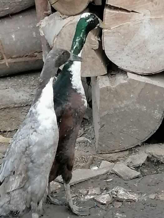 Oua rata indiene alergatoare Iasi • OLX.ro