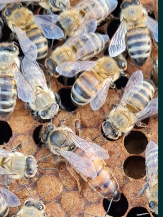 Vand matci/ regine, roiuri 2024 Visina • OLX.ro