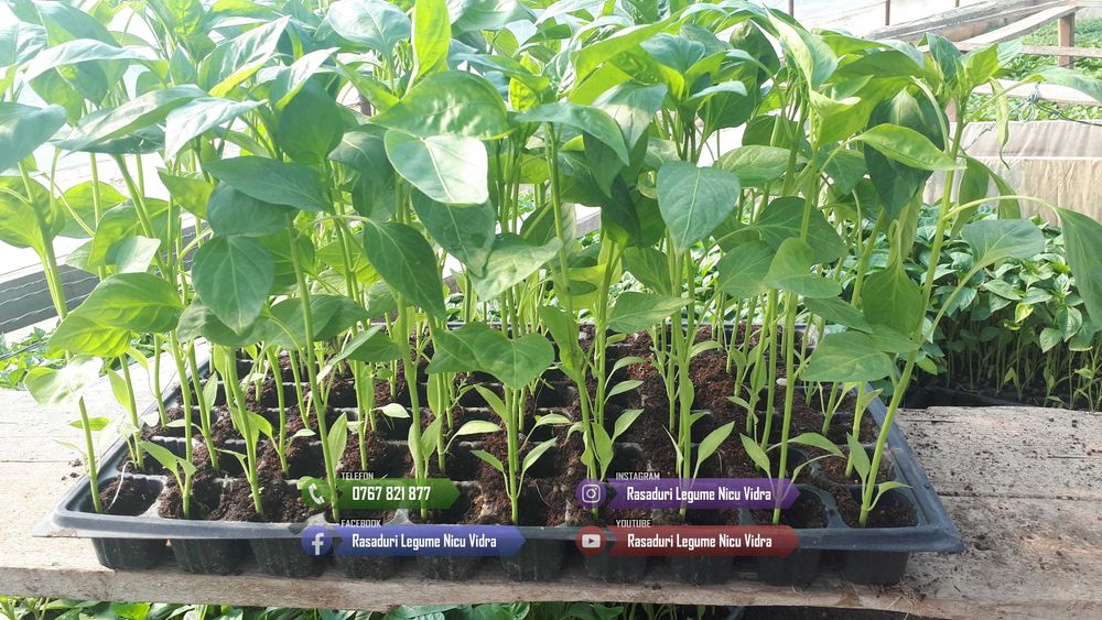 Rasaduri legume : Rasad de rosii ardei castraveti vinete salata varza ...