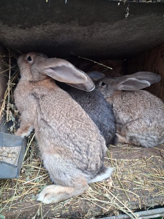Iepuri uriaș german tineri 3-4 kg Turda • OLX.ro