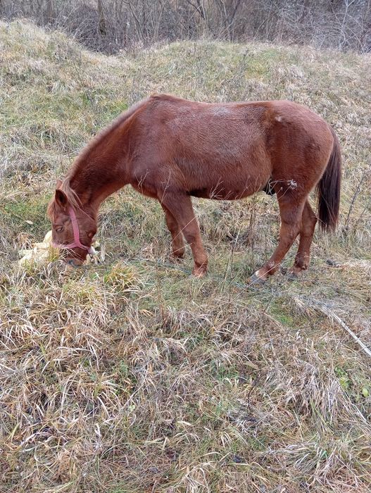 Vând cal de om necajit Soala • OLX.ro