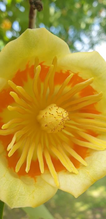 + 25 semințe tulipan, arbore de lalea (liriodendron tulipifera) Nou ...