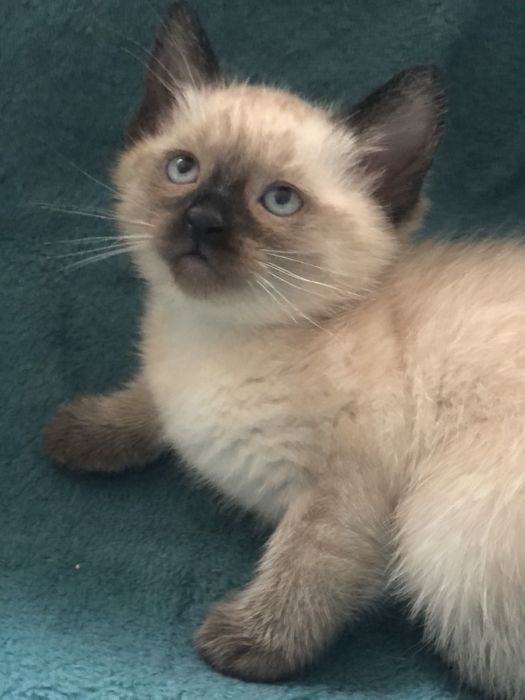 Puiut ragdoll! Poze reale! Bragadiru • OLX.ro