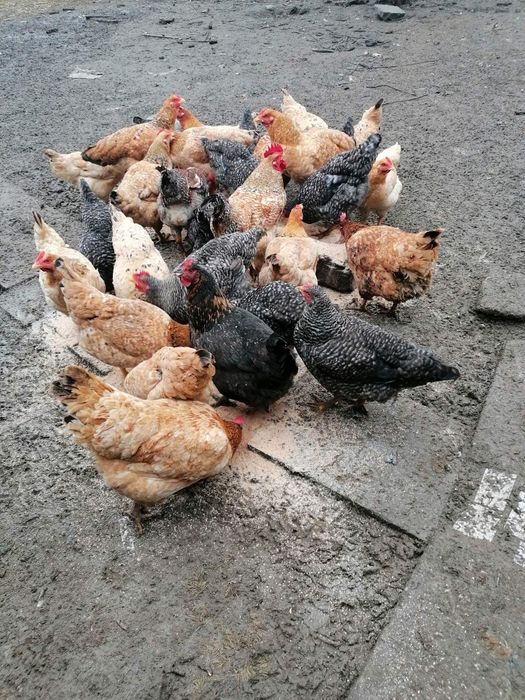 Animale ,Păsări de curte Liebling • OLX.ro